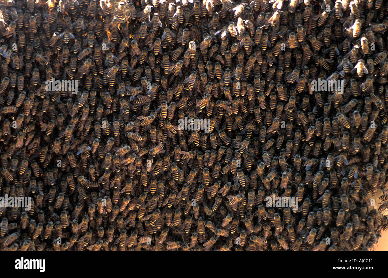 Vietnam98084 hi-res stock photography and images - Alamy