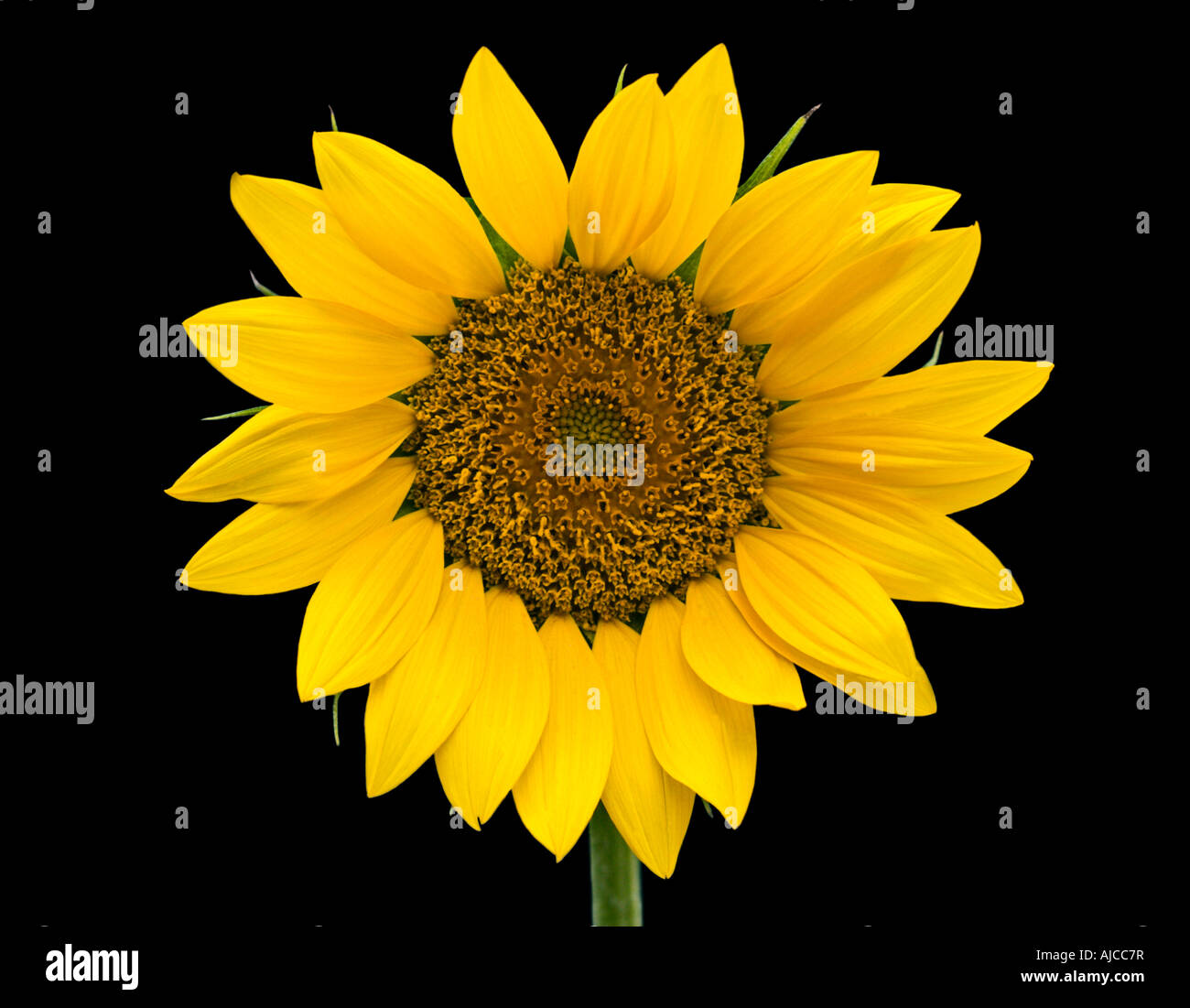 Bright cheery sunflower hi-res stock photography and images - Alamy