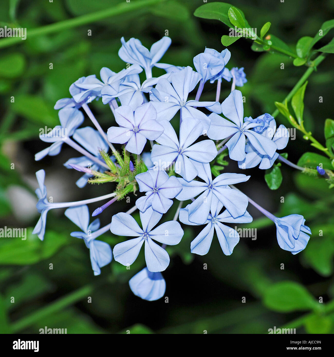Plumbago auriculata syn. Plumbago capensis. Cape Leadwort Stock Photo ...