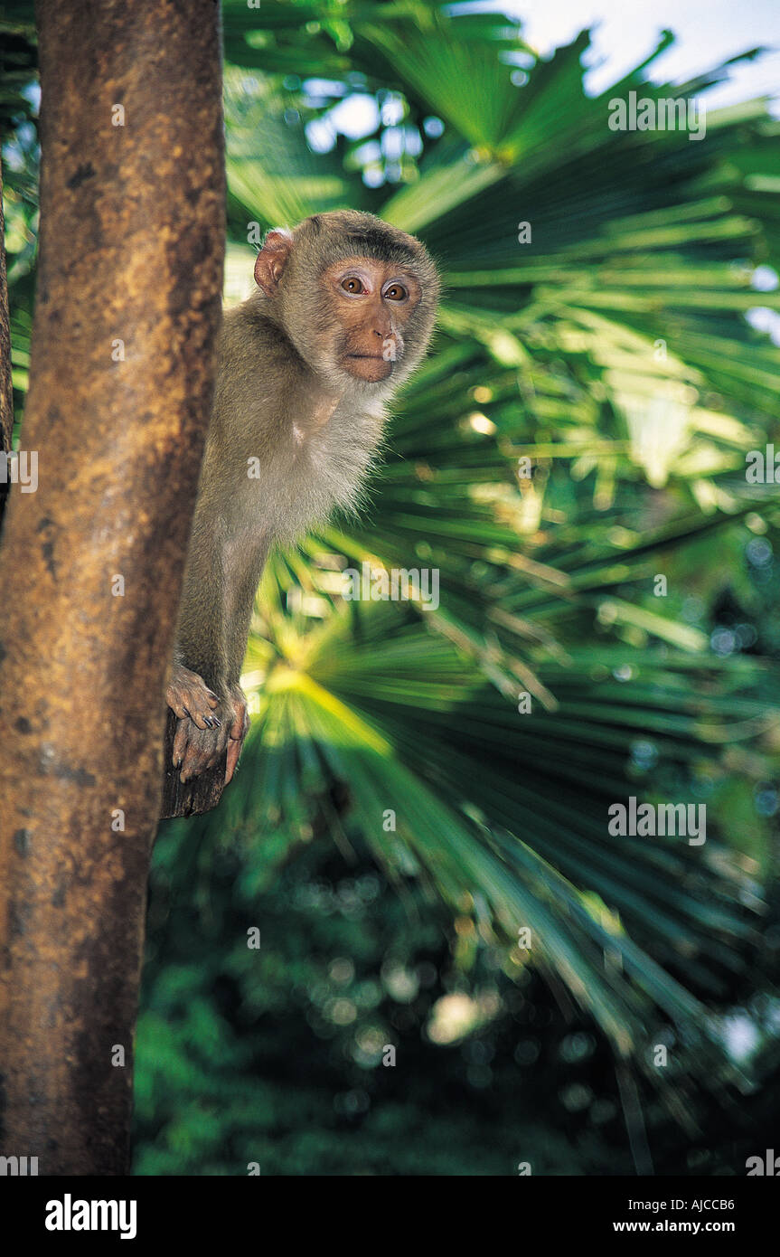 Long Tail Macaque Monkey Laos Southeast Asia Stock Photo - Alamy
