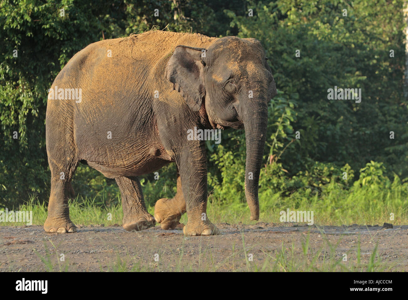Bornean elephant Elephas maximus borneensis Kinabatangan River Sabah ...