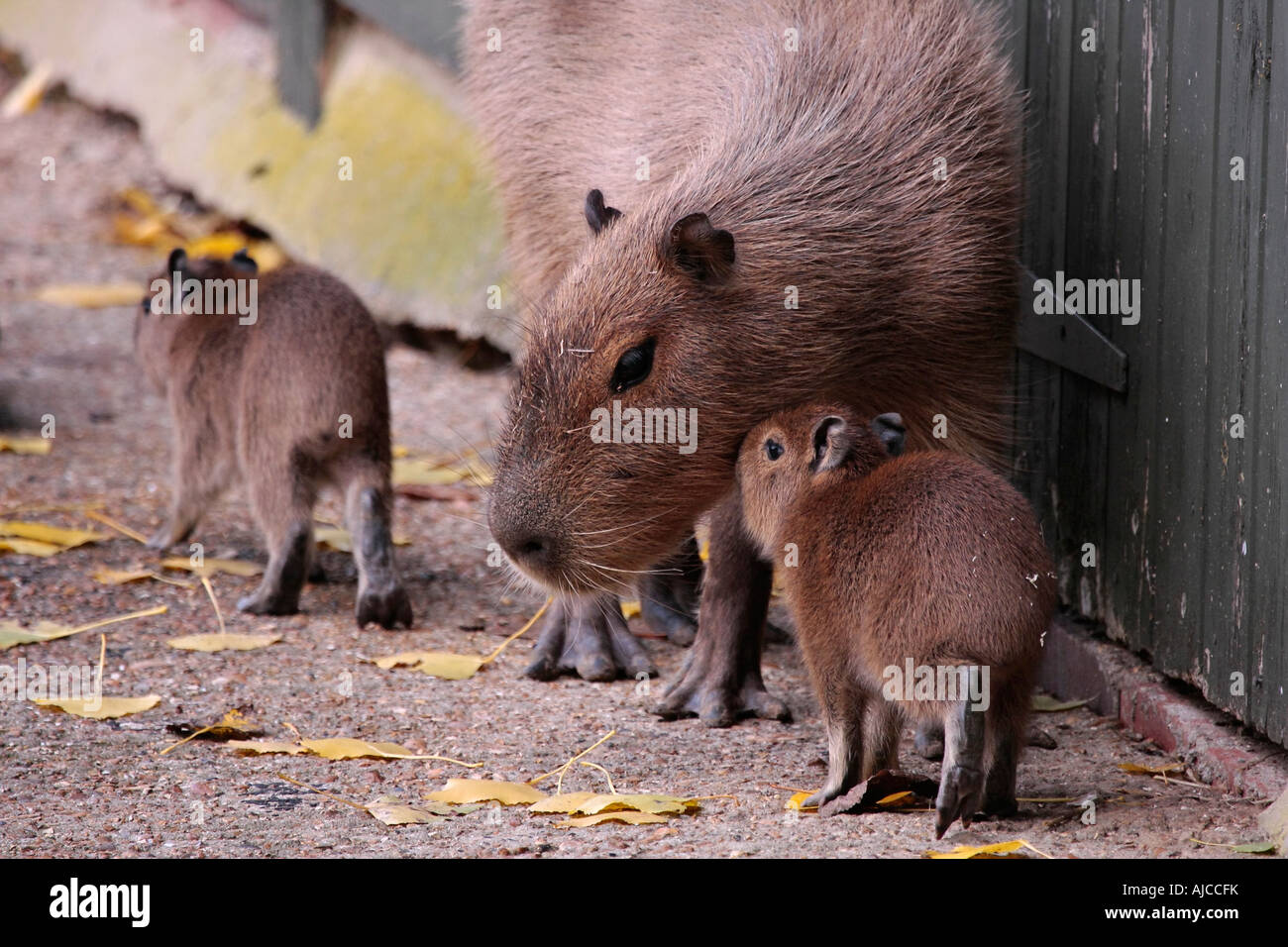 Adult female Capybara "Hydrochoerus hydrochaeris" with her young ...
