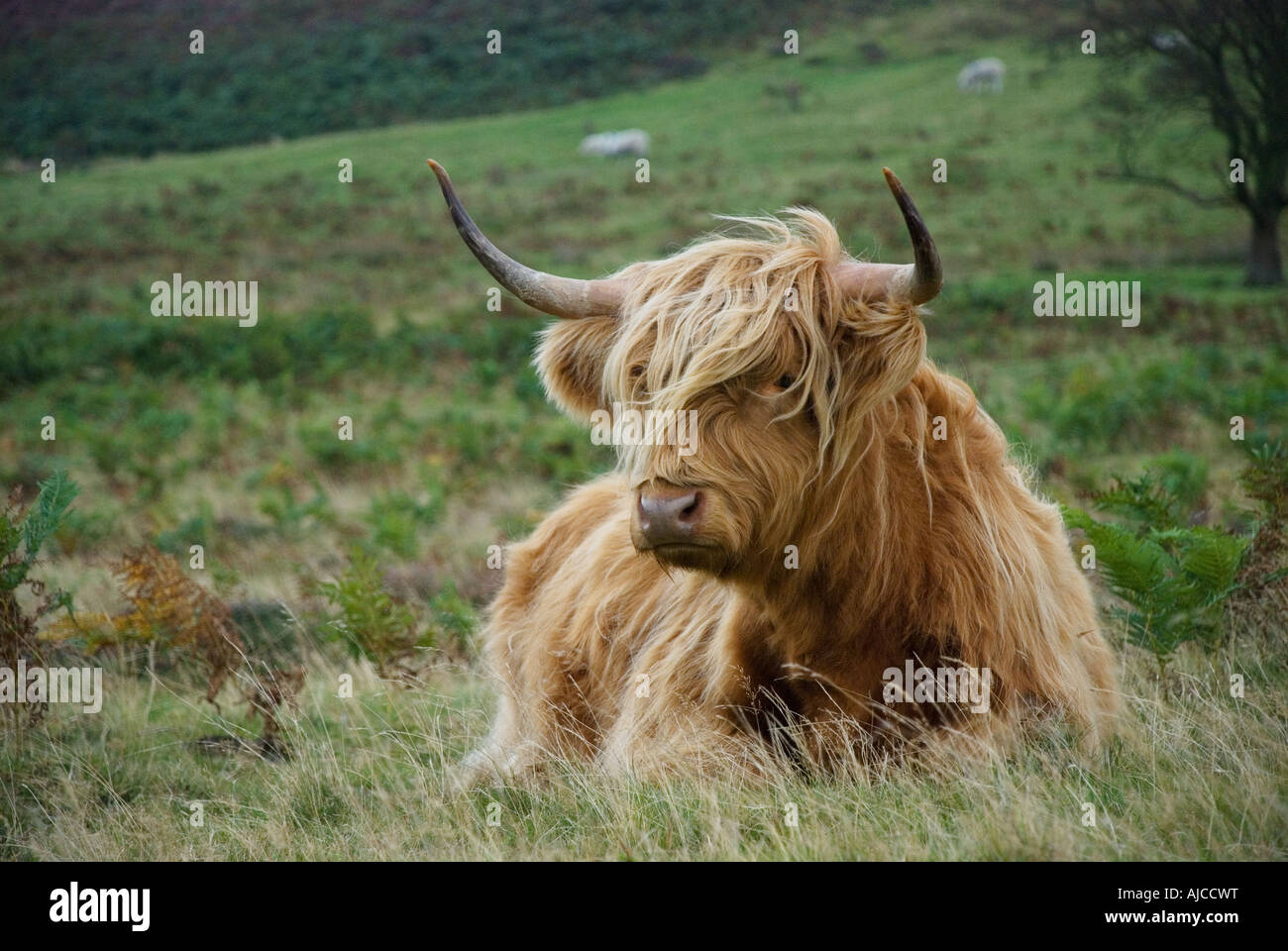 Windswept highland cow animal hi-res stock photography and images - Alamy