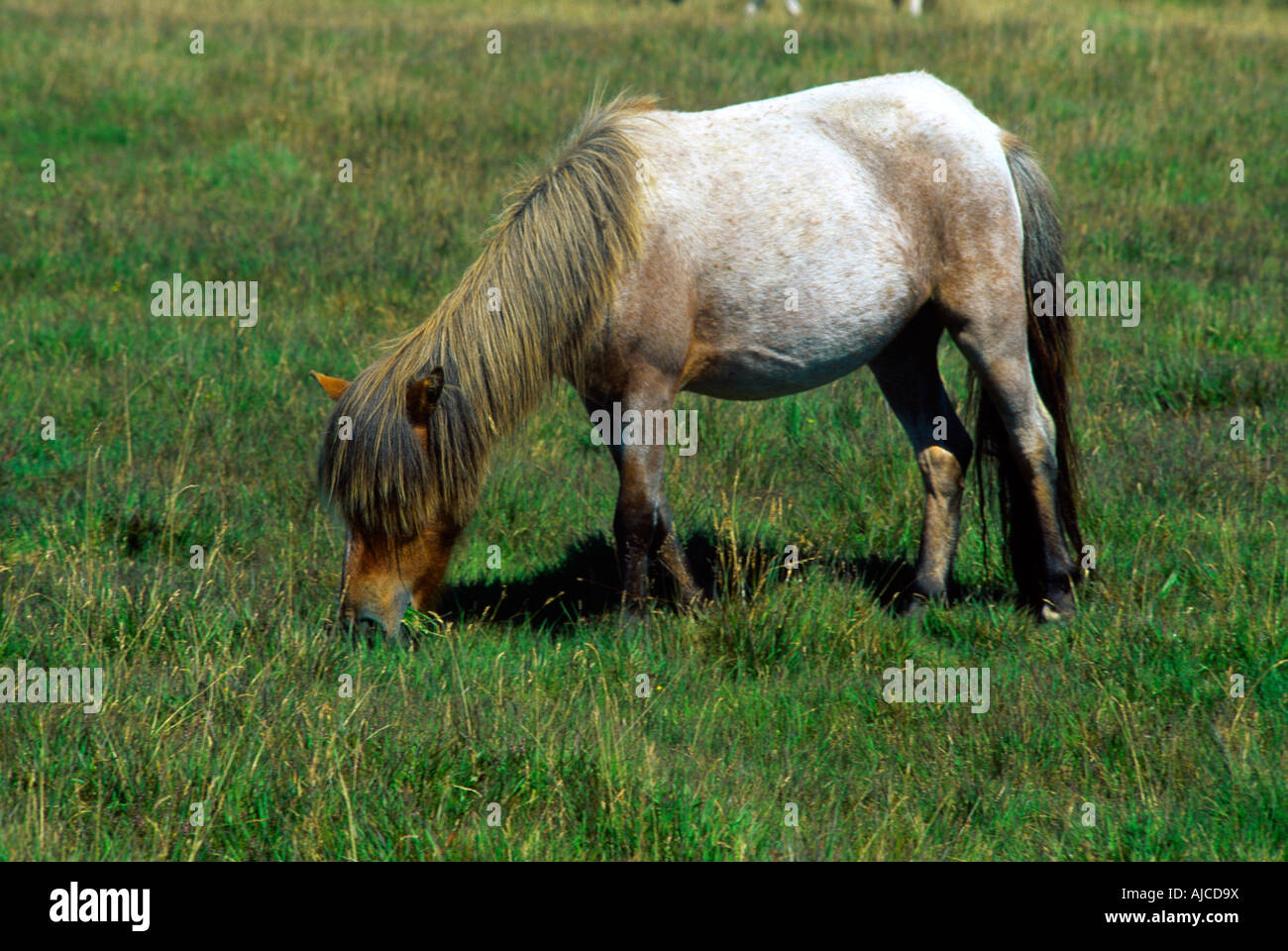 Exmoor Somerset England Pony Stock Photo - Alamy