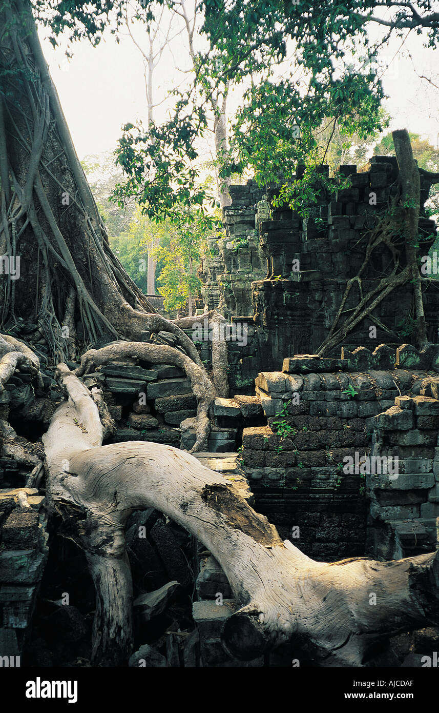 tree growing on ta prohm temple angkor wat Siem Reap cambodia se asia ...