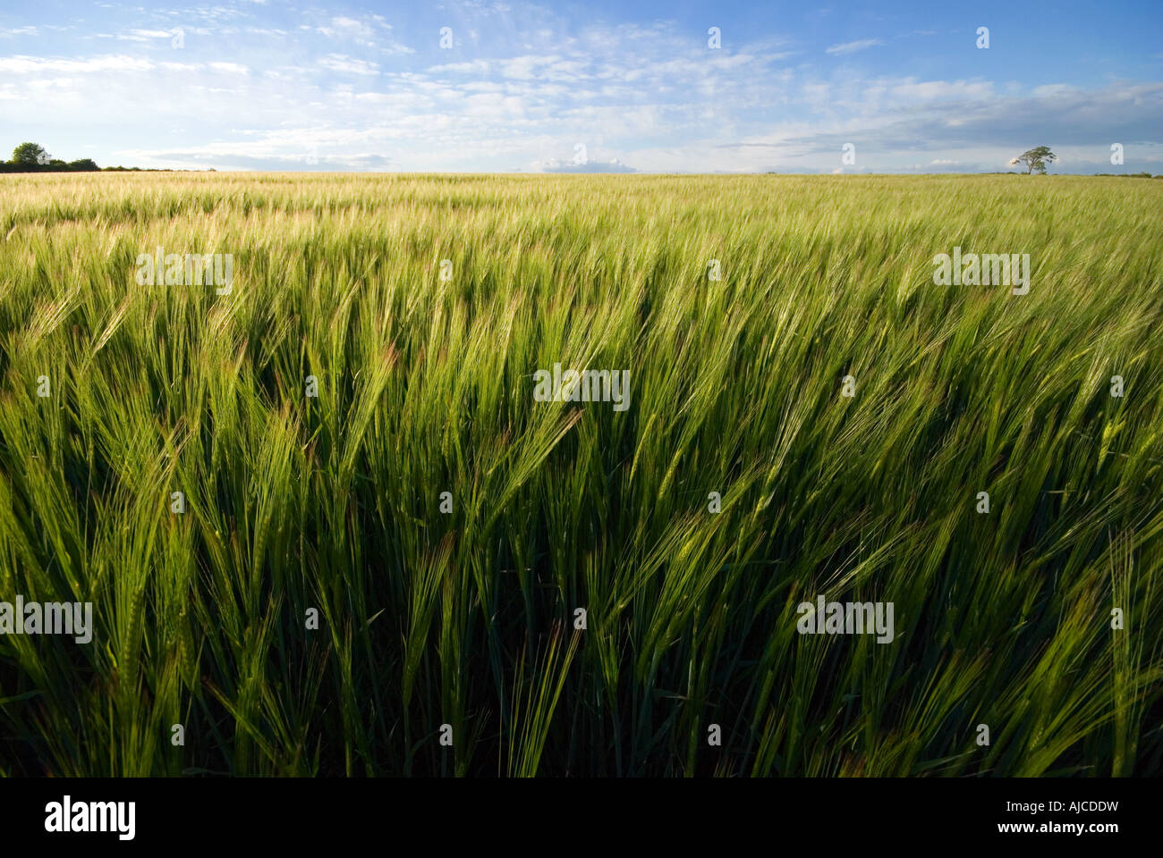 Lincolnshire spring countryside hi-res stock photography and images - Alamy