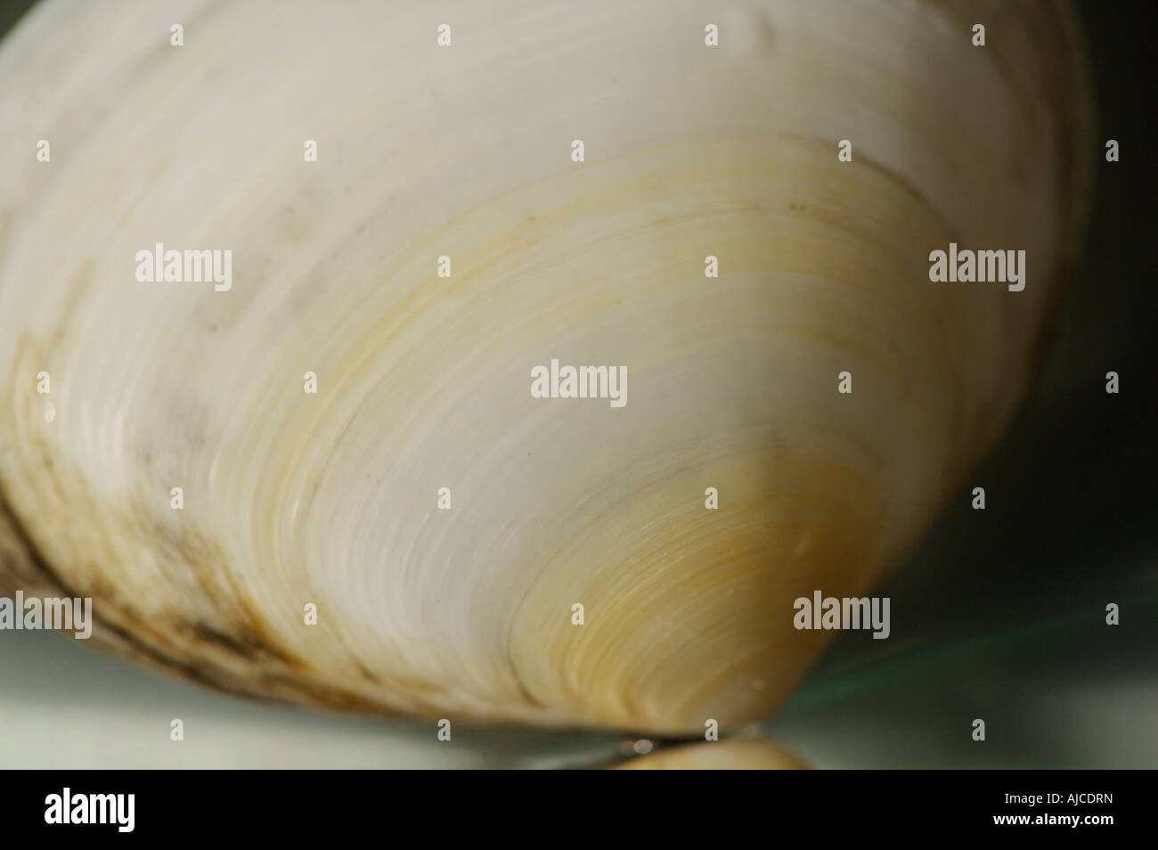 Mussels with open shells hi-res stock photography and images - Alamy