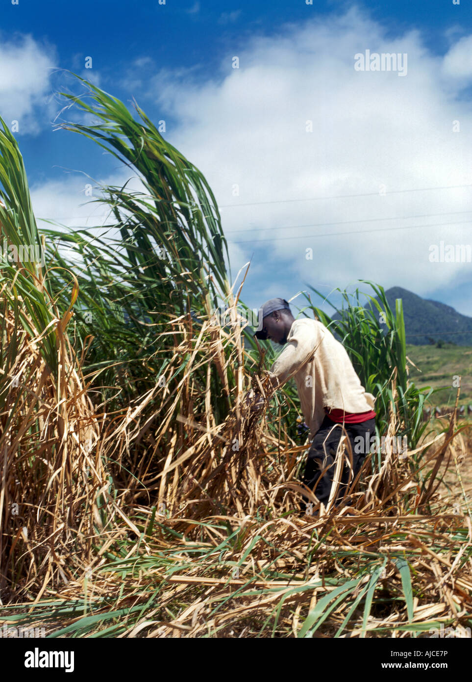 Sugar cane cutting caribbean hi-res stock photography and images - Alamy