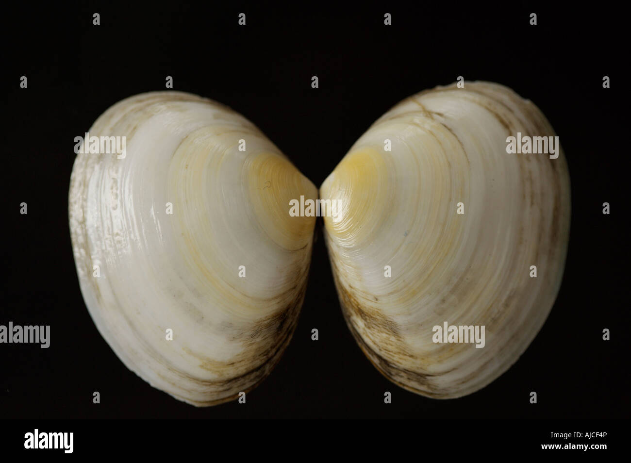 Sea shells with a shallow depth of field Stock Photo - Alamy