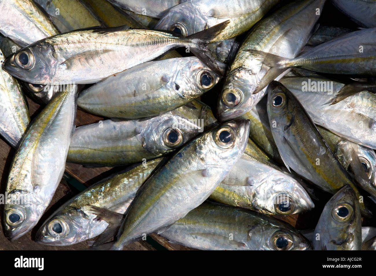 Sal fish hi-res stock photography and images - Alamy