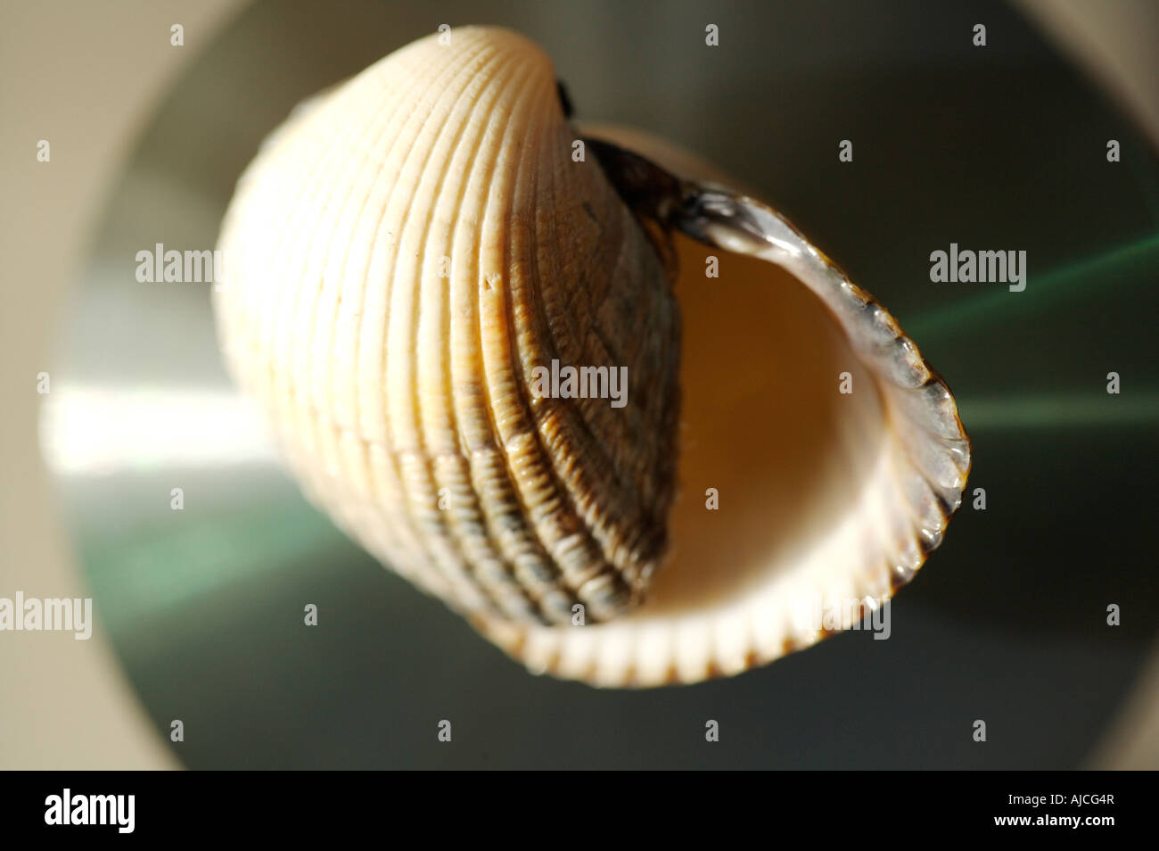 Sea shells with a shallow depth of field Stock Photo - Alamy