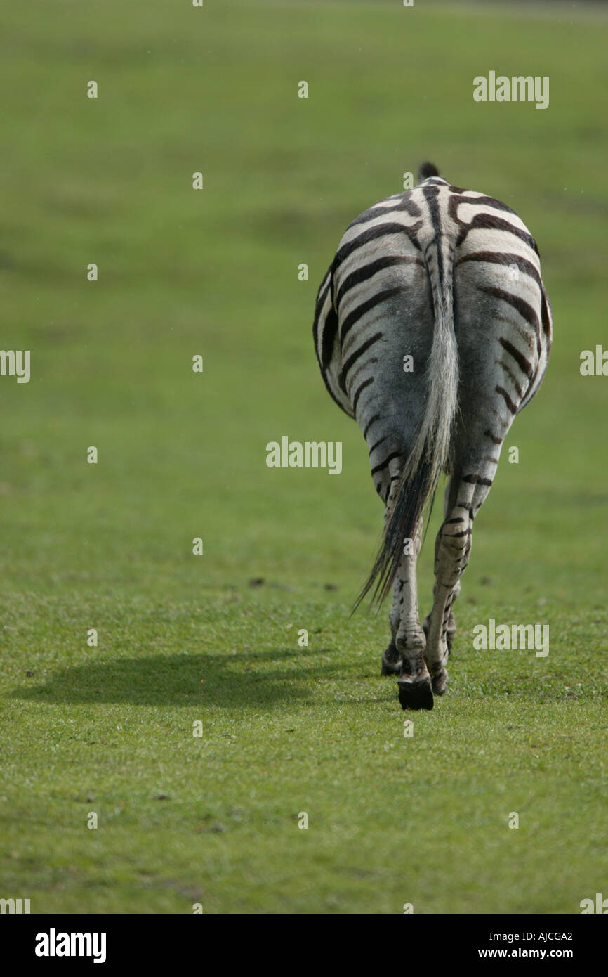 Zebra back with shadow on grass Stock Photo - Alamy