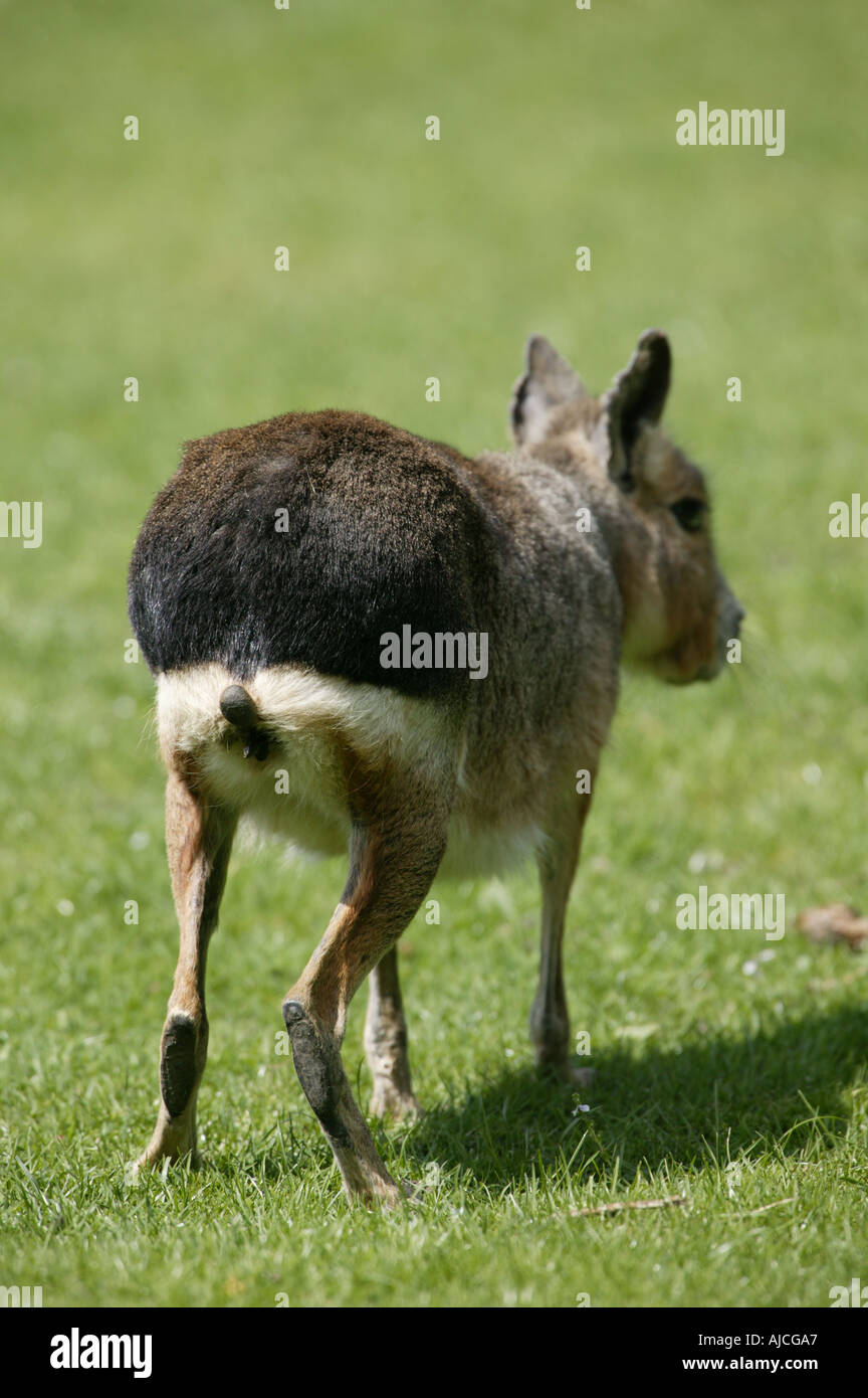 Animal backside hi-res stock photography and images - Alamy