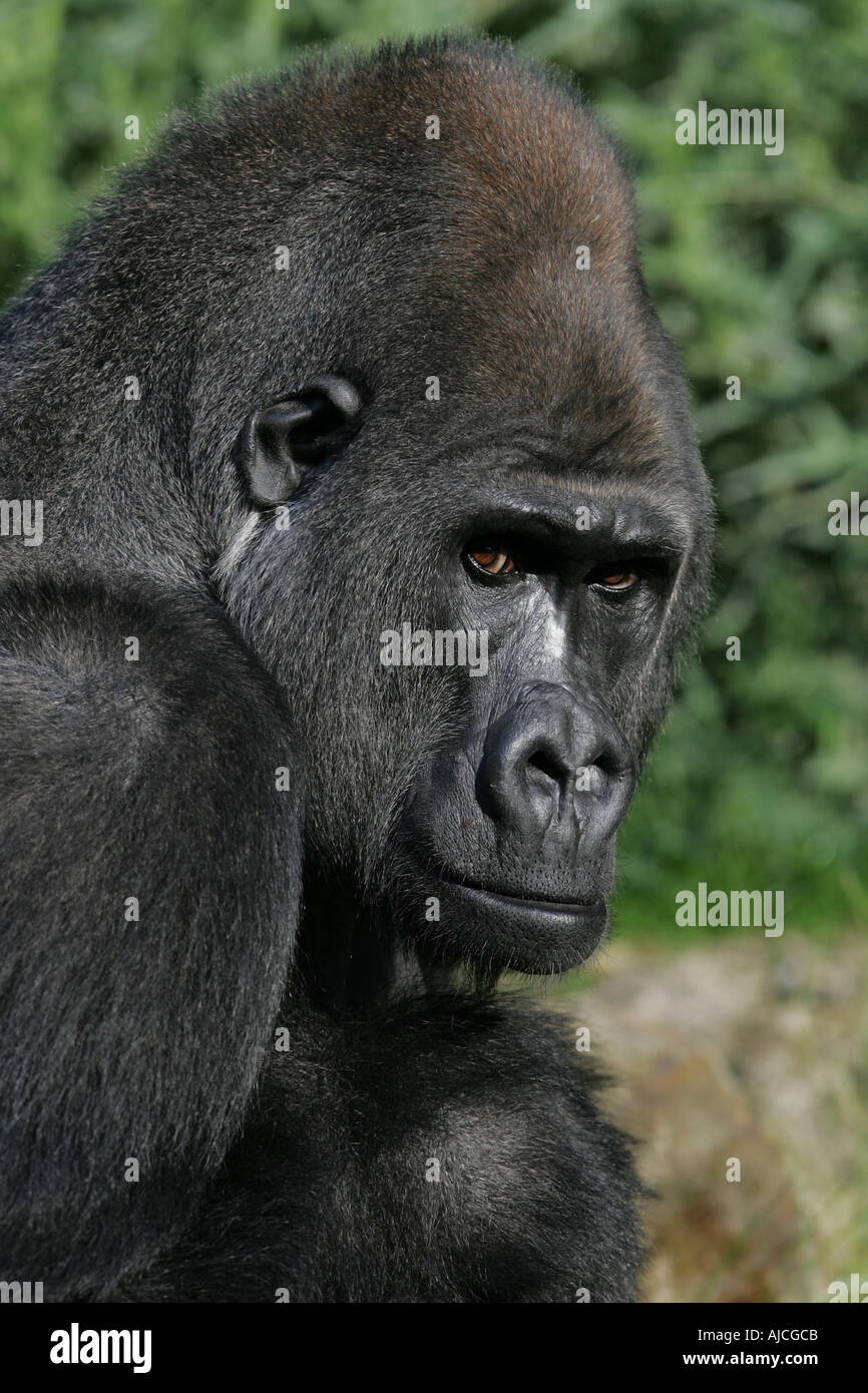 Silver back gorilla head closeup - Gorilla gorilla Stock Photo - Alamy