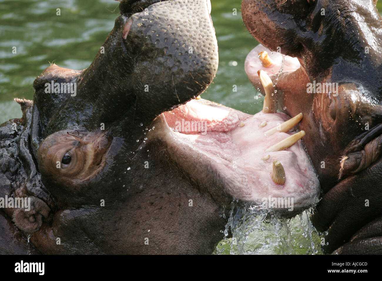 two Hippo fighting - Hippopotamus amphibius Stock Photo - Alamy
