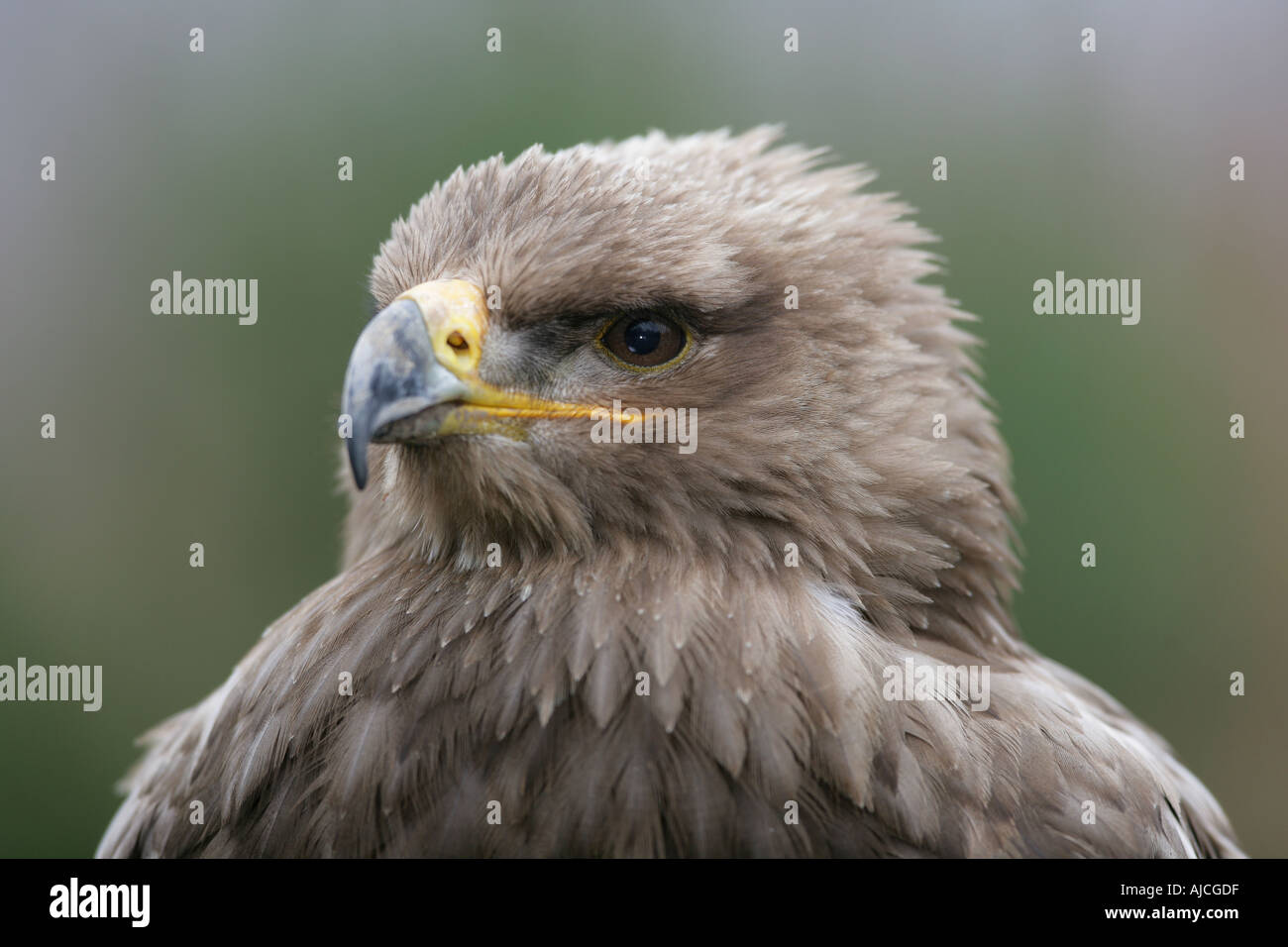 Steppe eagle - Aquila nipalensis Stock Photo - Alamy
