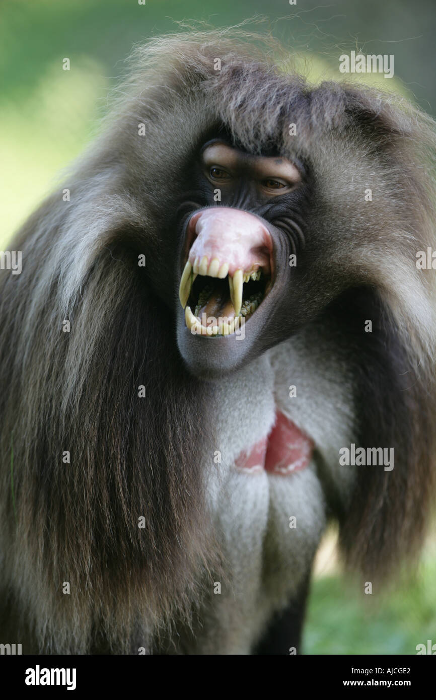 male Dschelada Theropithecus gelada Stock Photo - Alamy