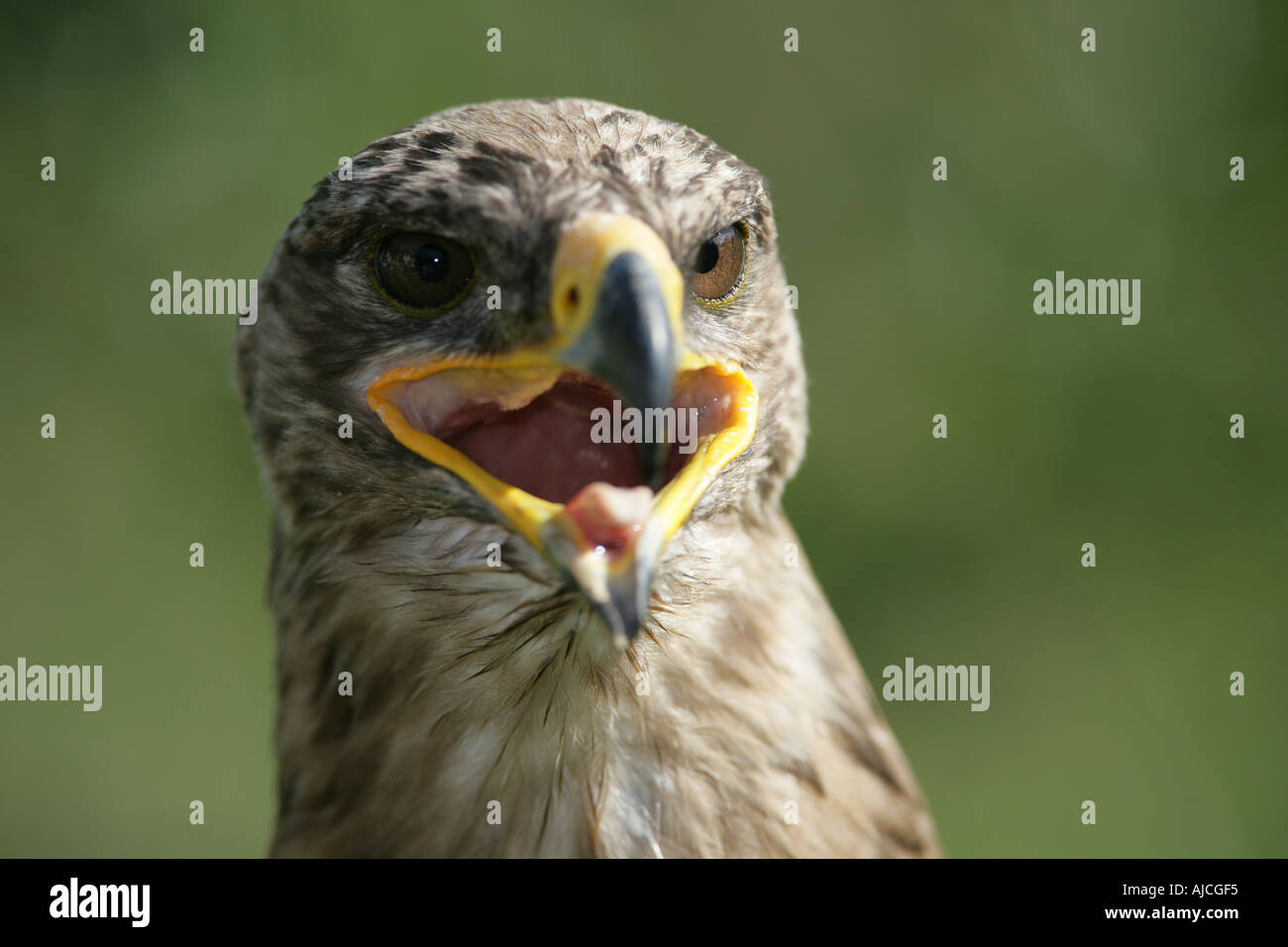 Steppe eagle - Aquila nipalensis Stock Photo - Alamy