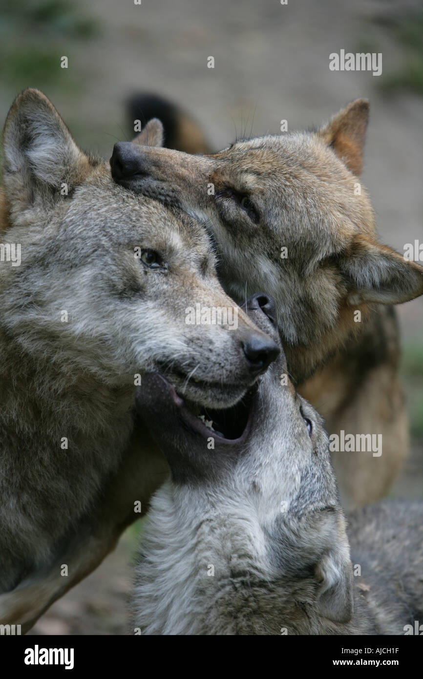 three wolves fighting Stock Photo - Alamy