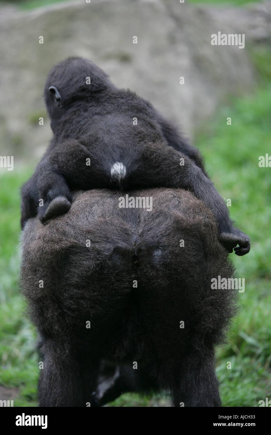 Gorilla mother with young on her back backside Stock Photo - Alamy