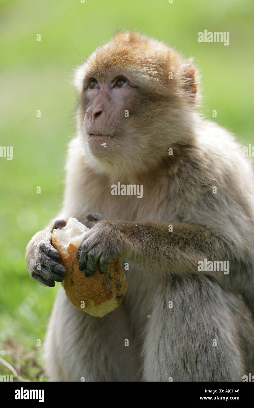 Barbary captive morocco hi-res stock photography and images - Alamy