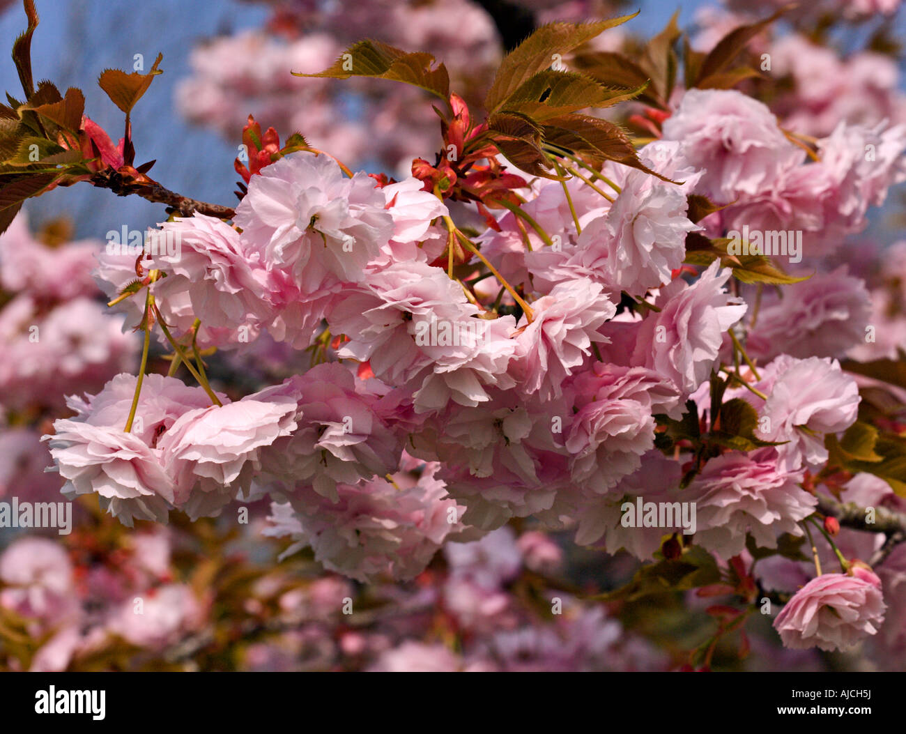 Double flowering cherry trees hi-res stock photography and images - Alamy