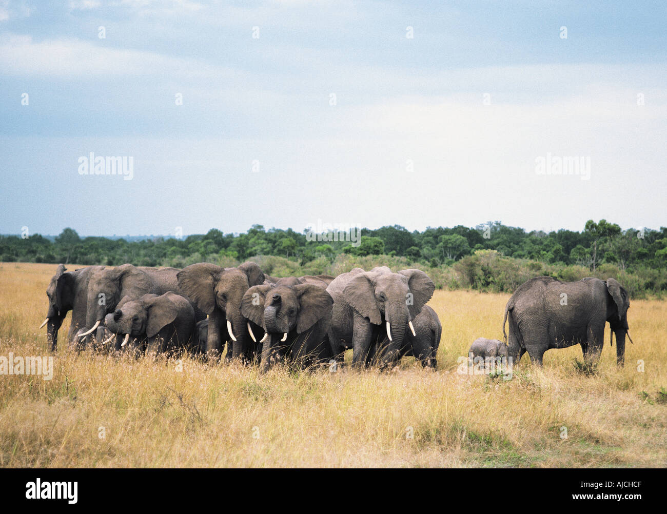 What Do Elephants Do To Protect Their Young at Harrison Greenwood blog