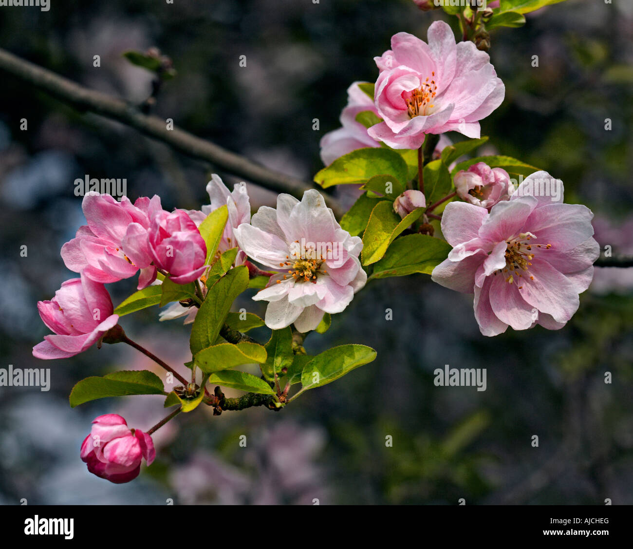 Double flowering cherry trees hi-res stock photography and images - Alamy