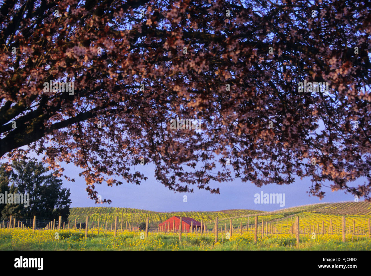 Mustard tree hi-res stock photography and images - Alamy