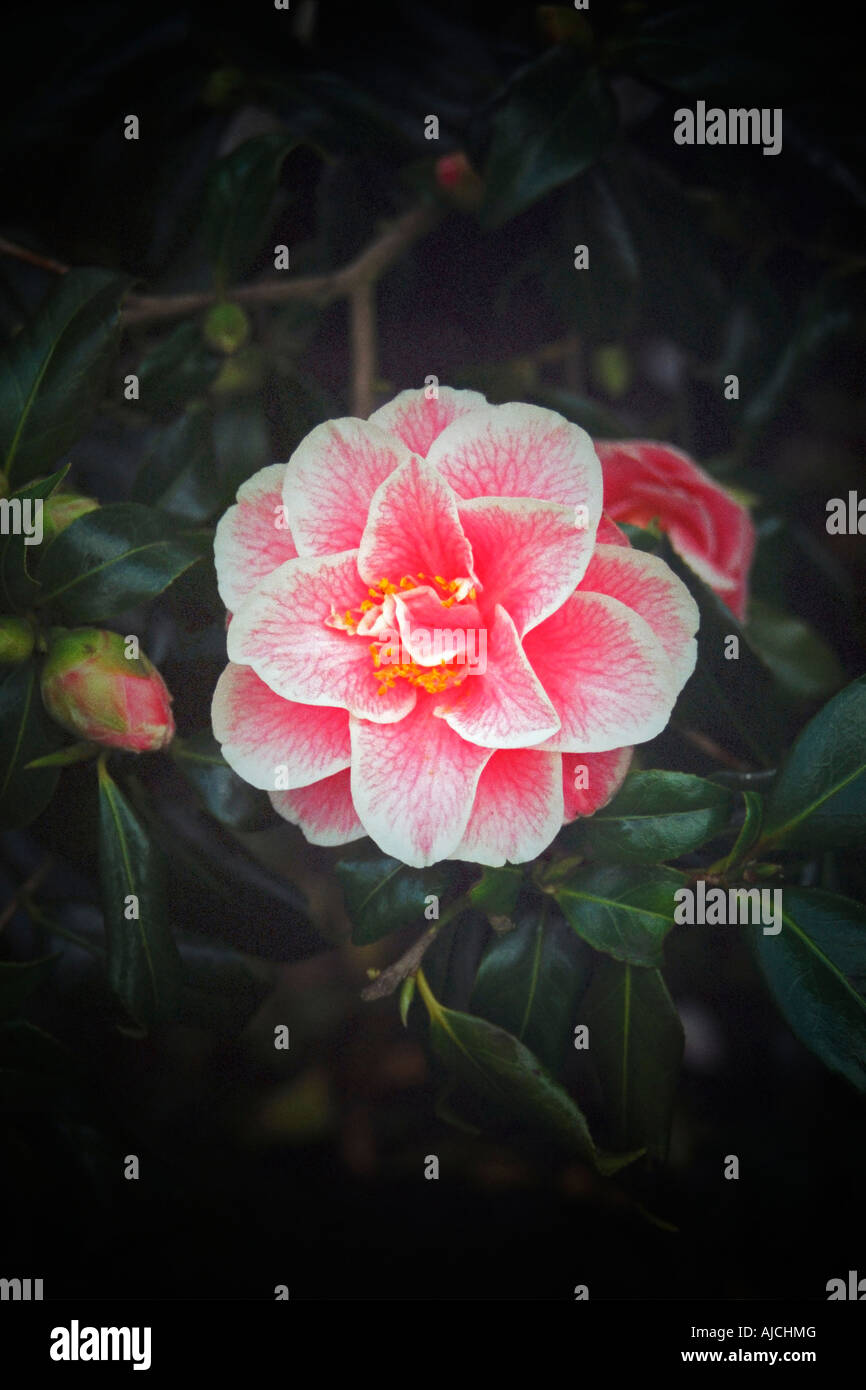 Cammelia flower hi-res stock photography and images - Alamy