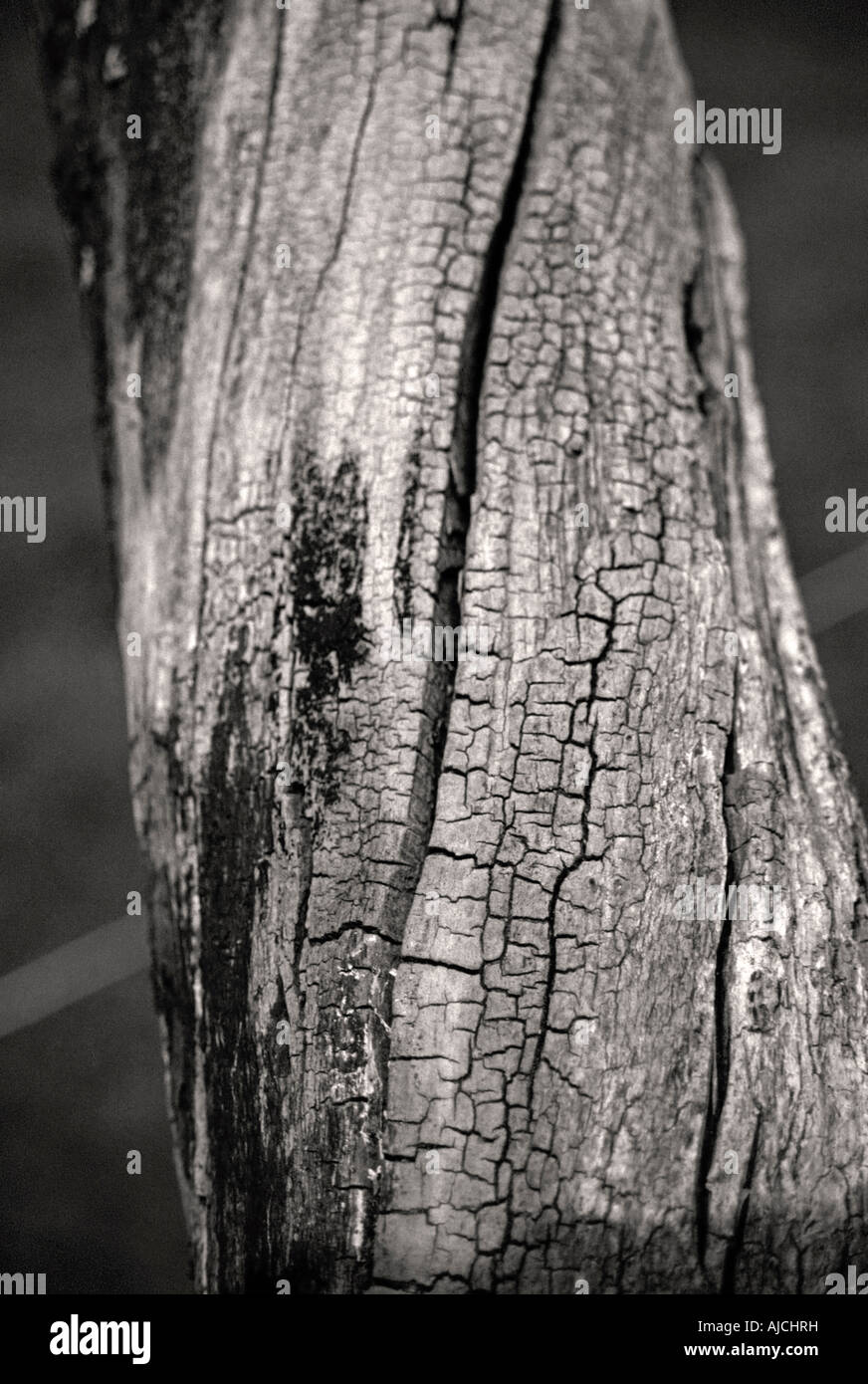 dead tree trunk Stock Photo - Alamy