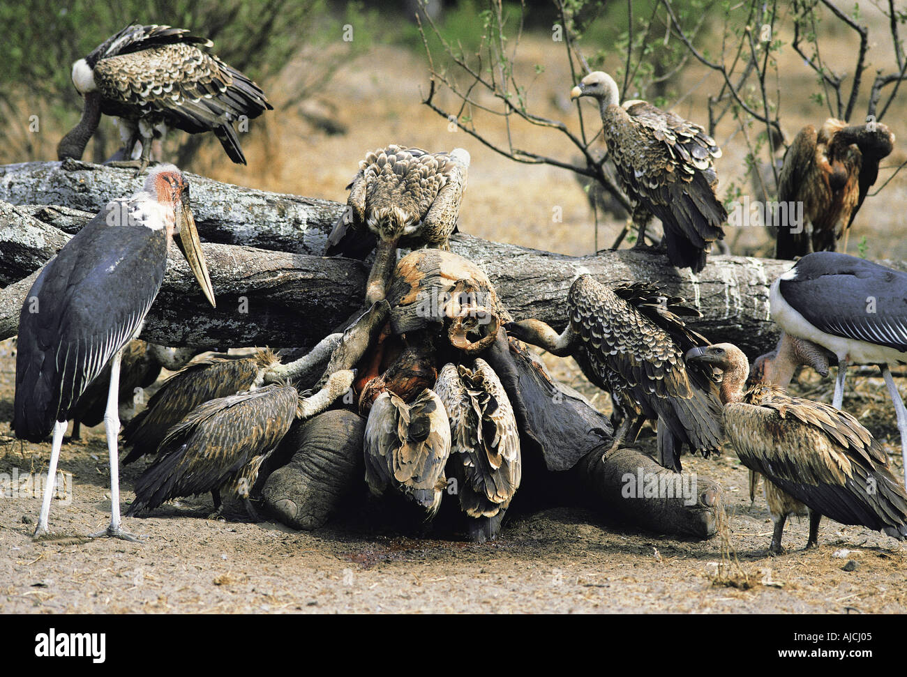Vultures and Marabou Stork feed on dead elephant crushed under tree ...