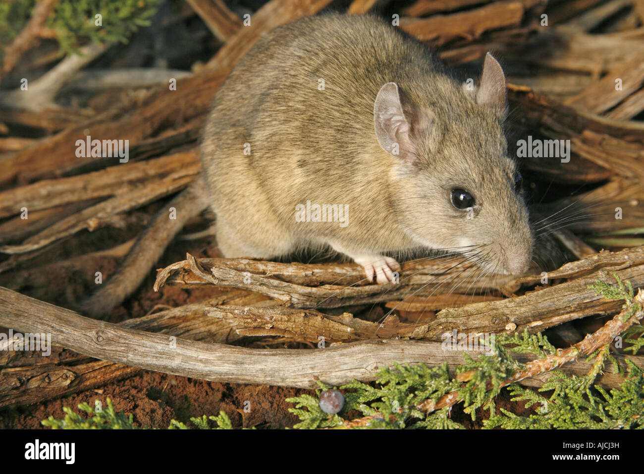 Stephen's Woodrat Neotoma stephensi near Showlow Arizona United States ...