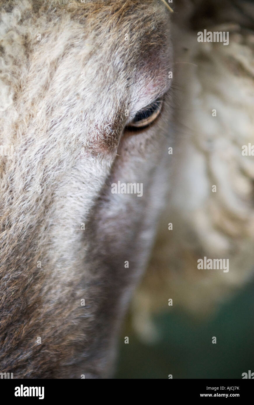 Goat eye close up hi-res stock photography and images - Alamy