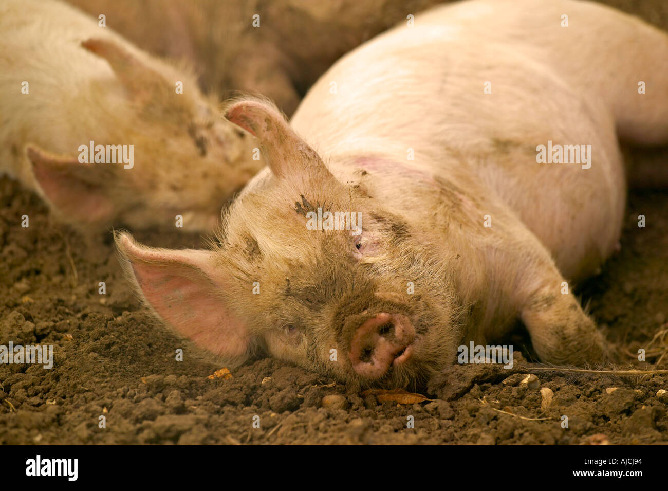 young middle white pig Stock Photo - Alamy