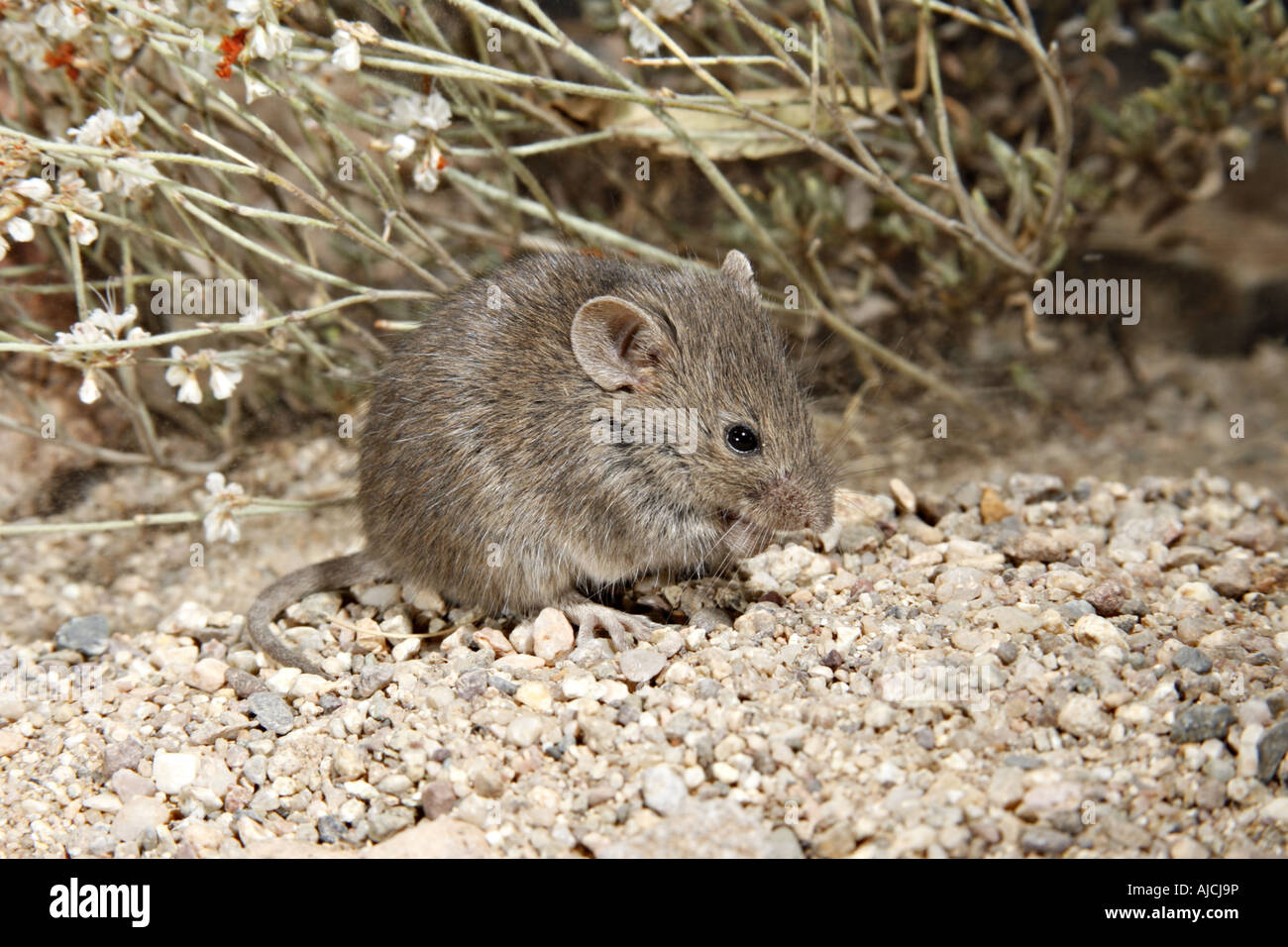 Baiomys taylori hi-res stock photography and images - Alamy