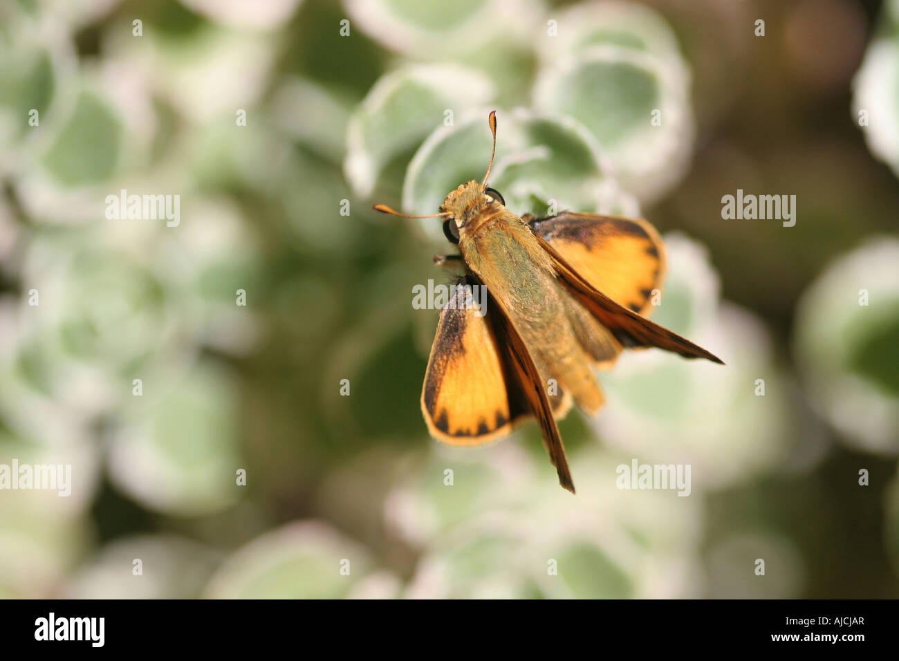 Orange moth hi-res stock photography and images - Alamy