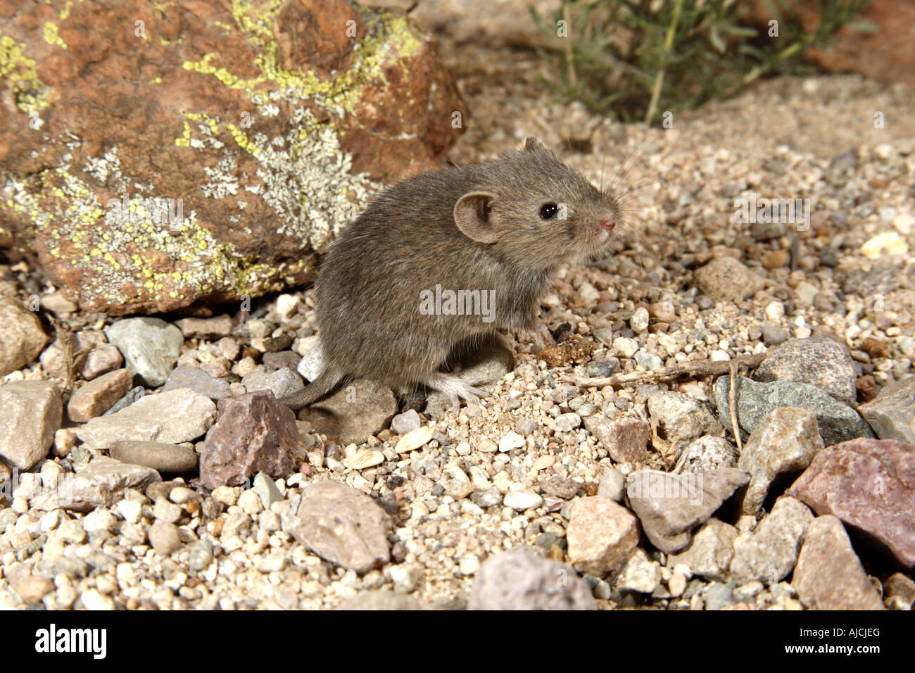 Baiomys taylori hi-res stock photography and images - Alamy