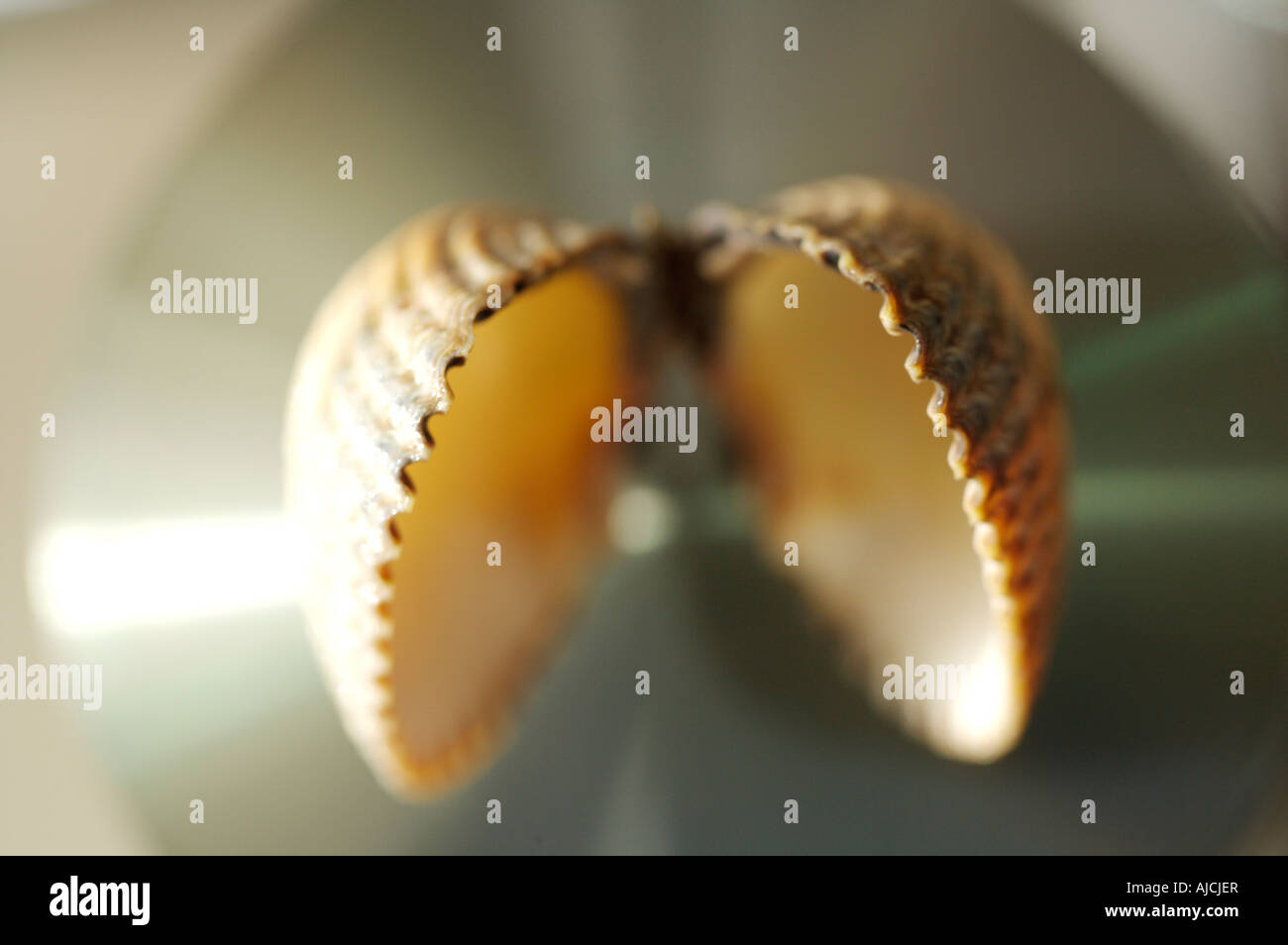 Sea shells with a shallow depth of field Stock Photo - Alamy