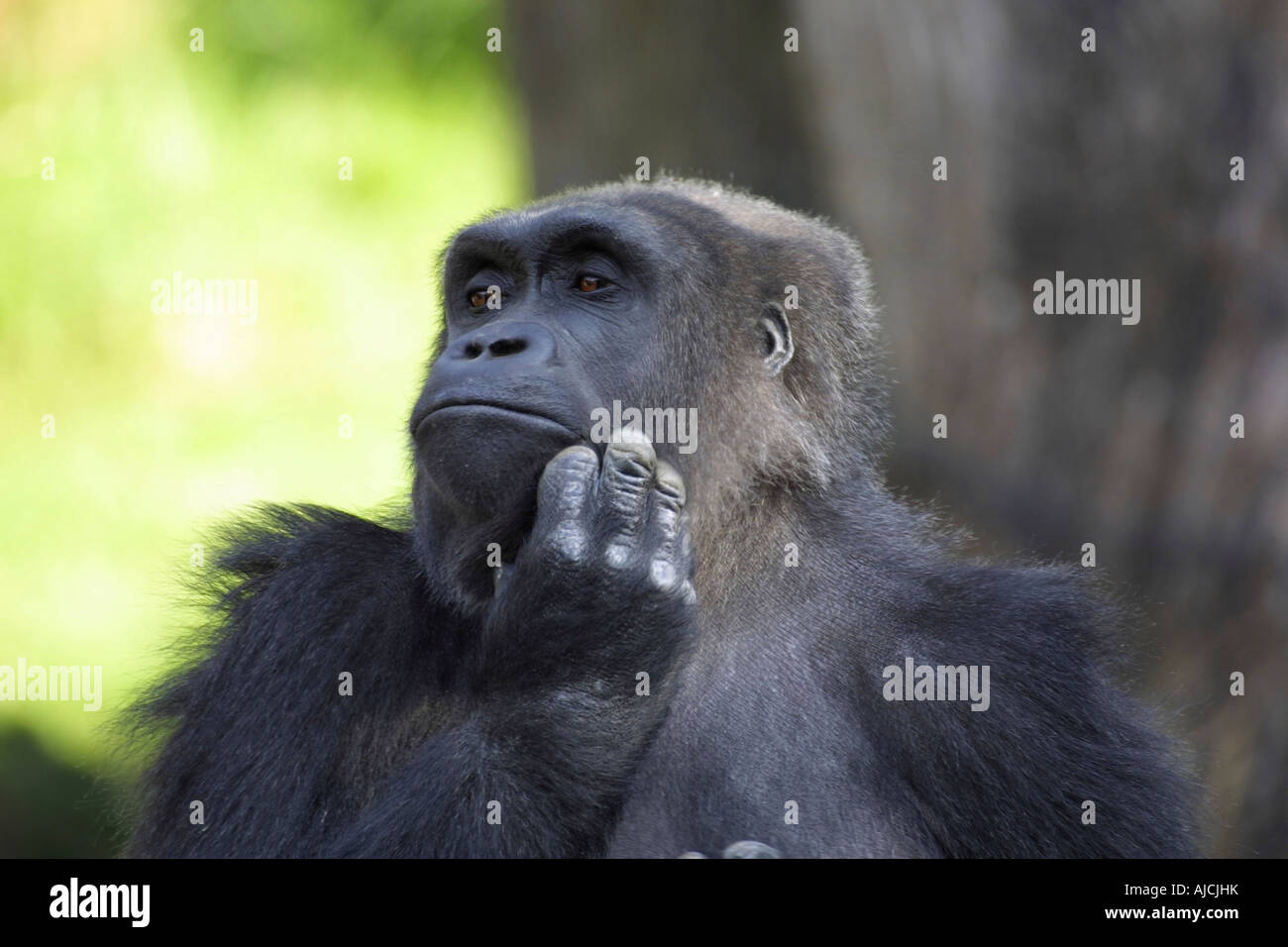 Gorilla holding chin Stock Photo - Alamy
