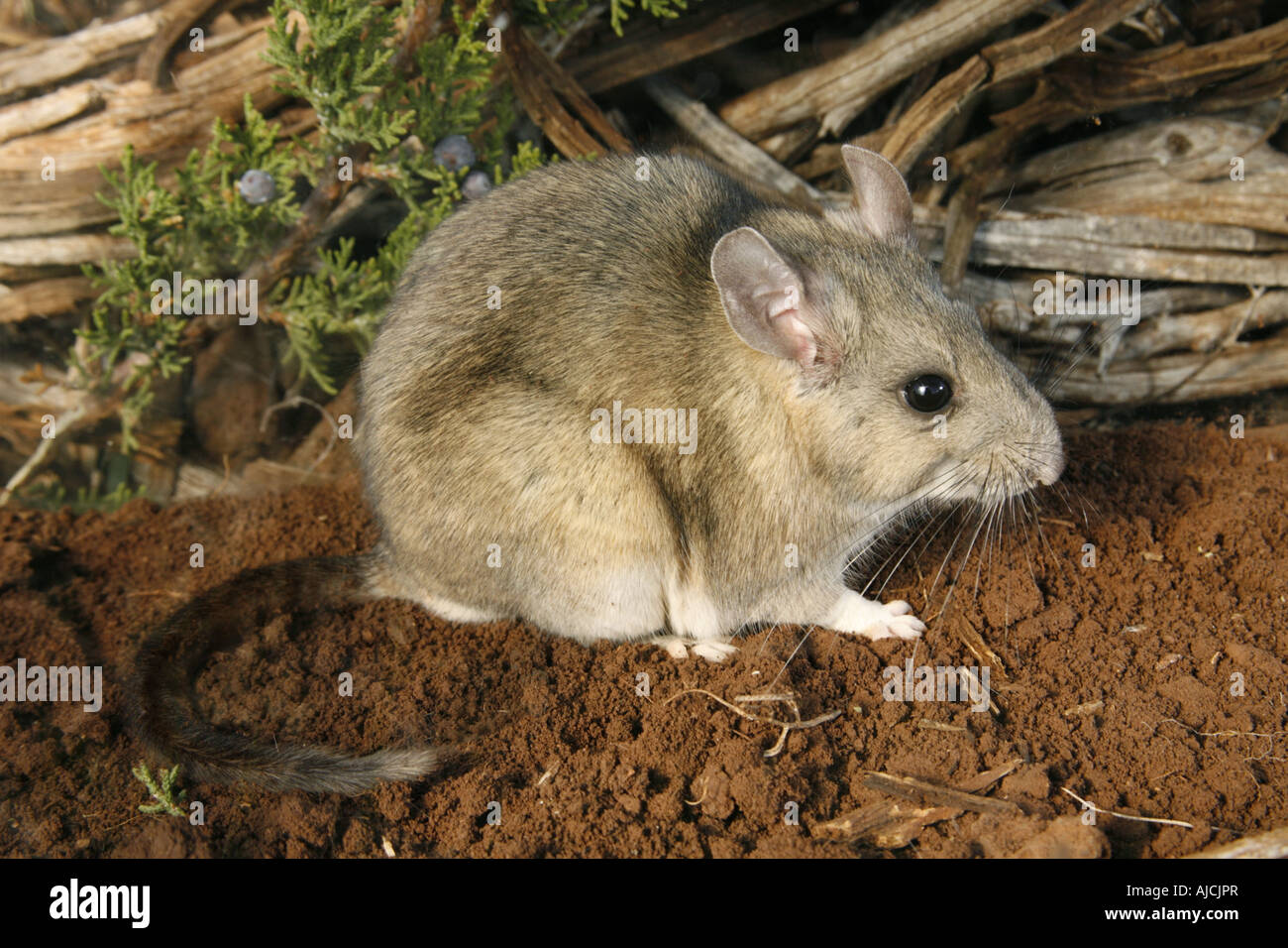 Stephen's Woodrat Neotoma stephensi near Showlow Arizona United States ...