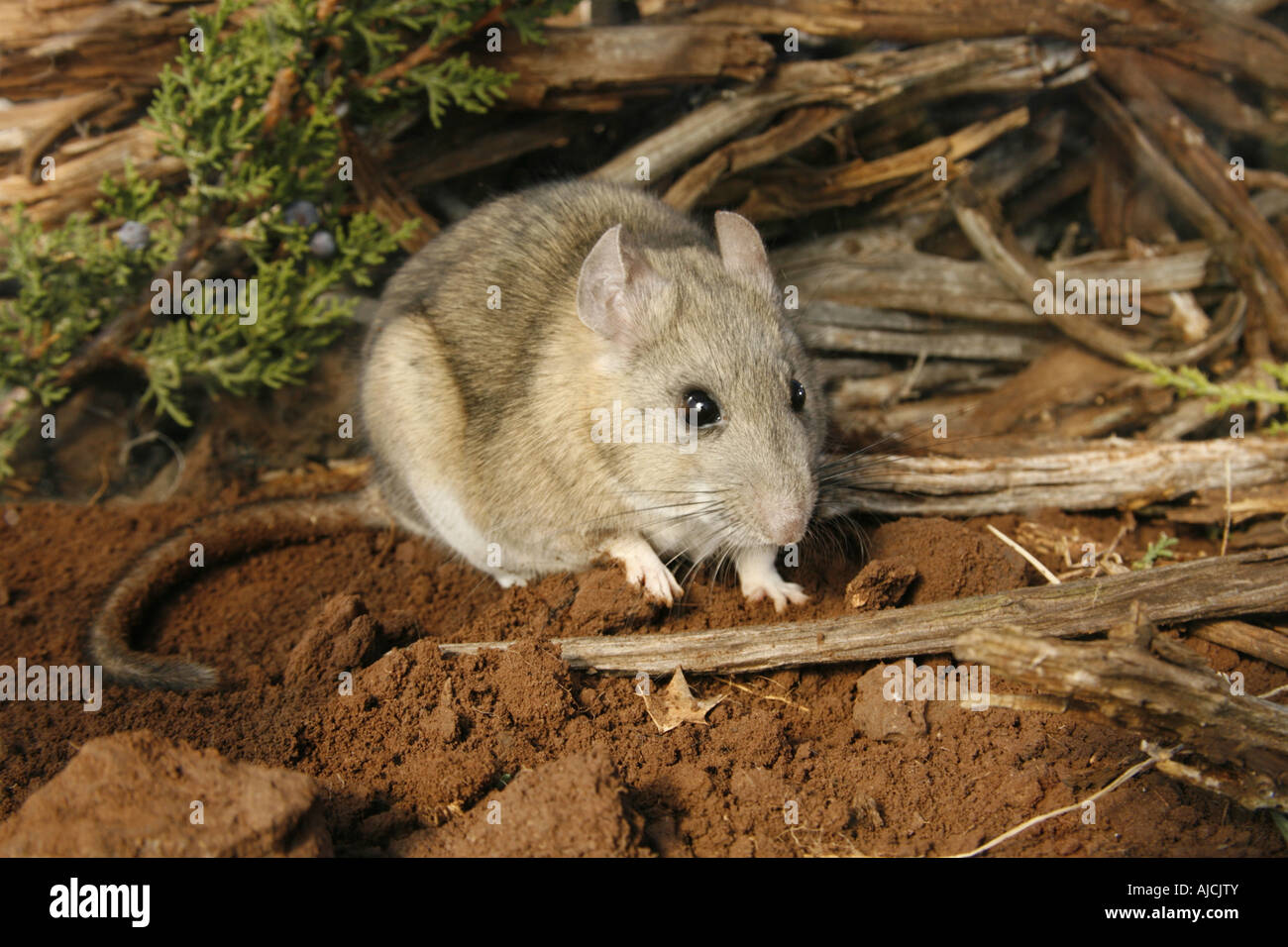 Stephen's Woodrat Neotoma stephensi near Showlow Arizona United States ...