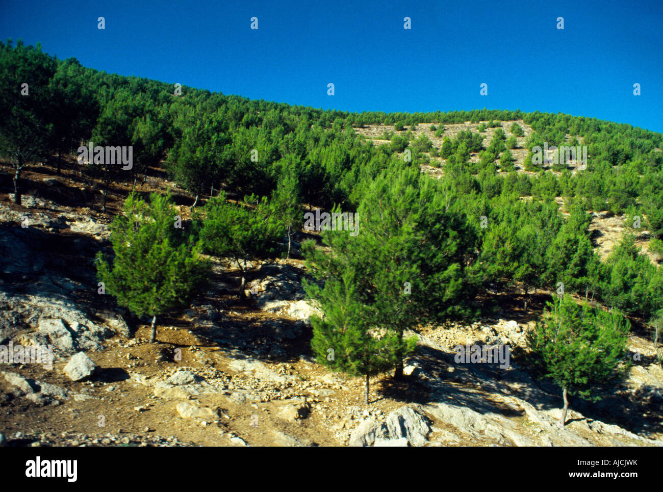 Jordan pine trees landscape hi-res stock photography and images - Alamy
