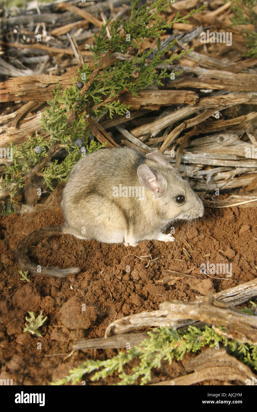 Stephen's Woodrat Neotoma stephensi near Showlow Arizona United States ...