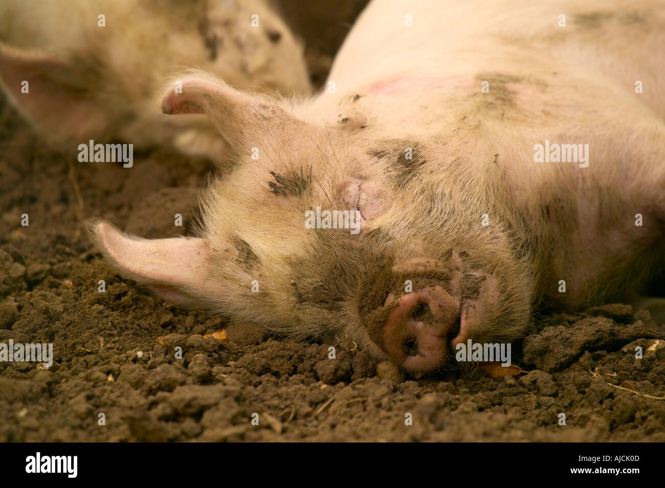 Middle white pig hi-res stock photography and images - Alamy