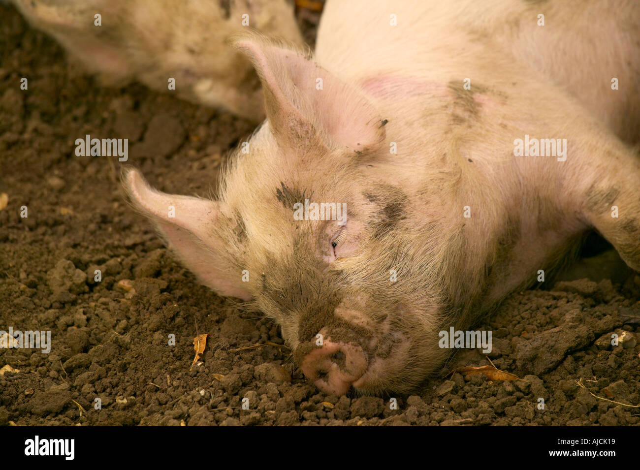 young middle white pig Stock Photo - Alamy