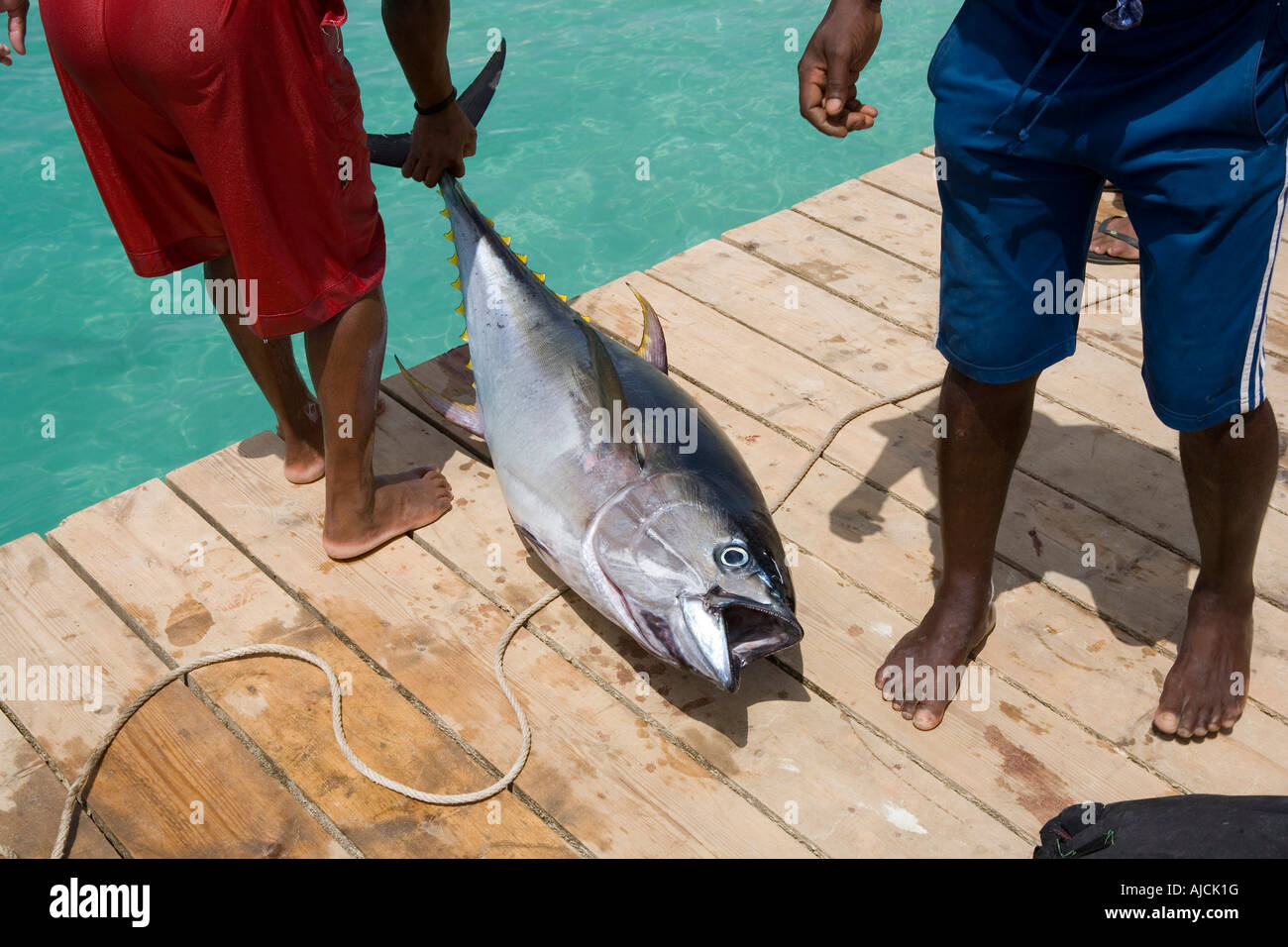 Tunny fish Santa Maria Sal island Cape Verde Stock Photo - Alamy