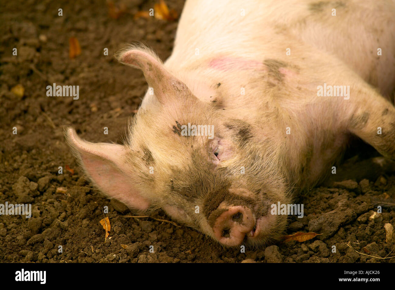 Middle white piglet hi-res stock photography and images - Alamy