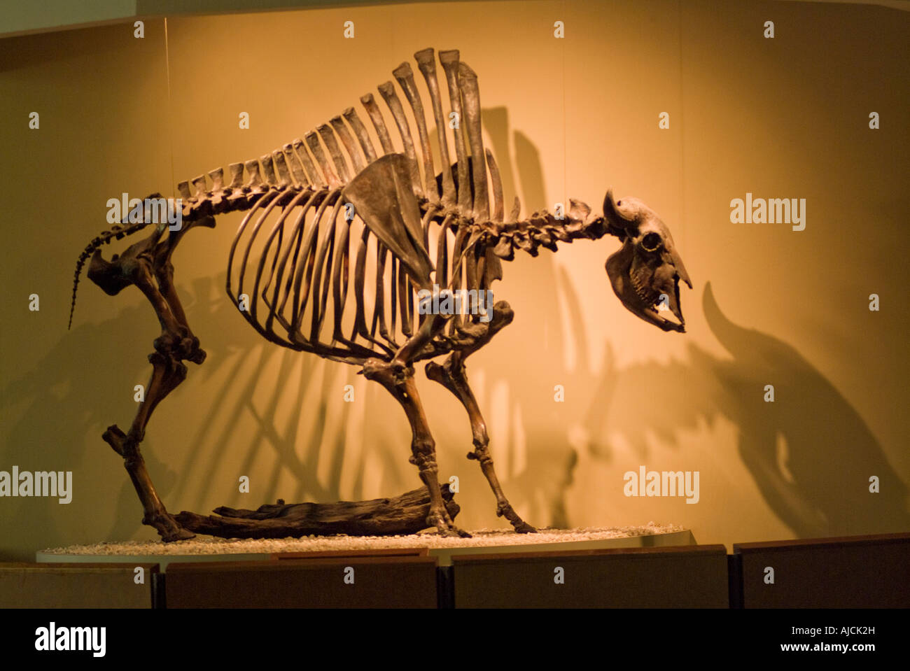 Interior display of George C Page Natural History Discovery Museum at ...