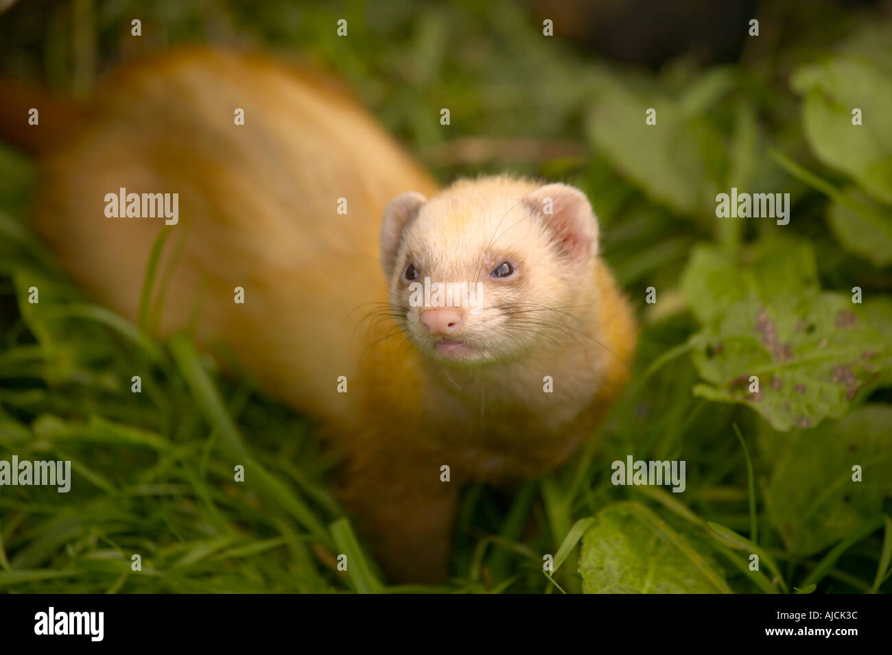 Feret hi-res stock photography and images - Alamy